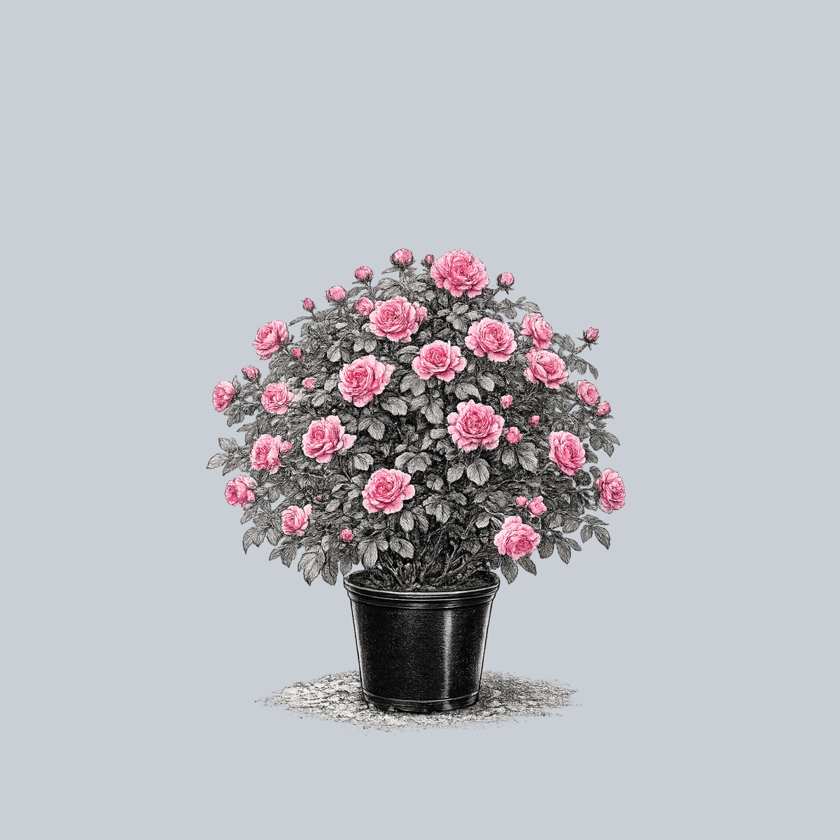 Princess Alexandra of Kent Shrub Rose – Plant Detectives