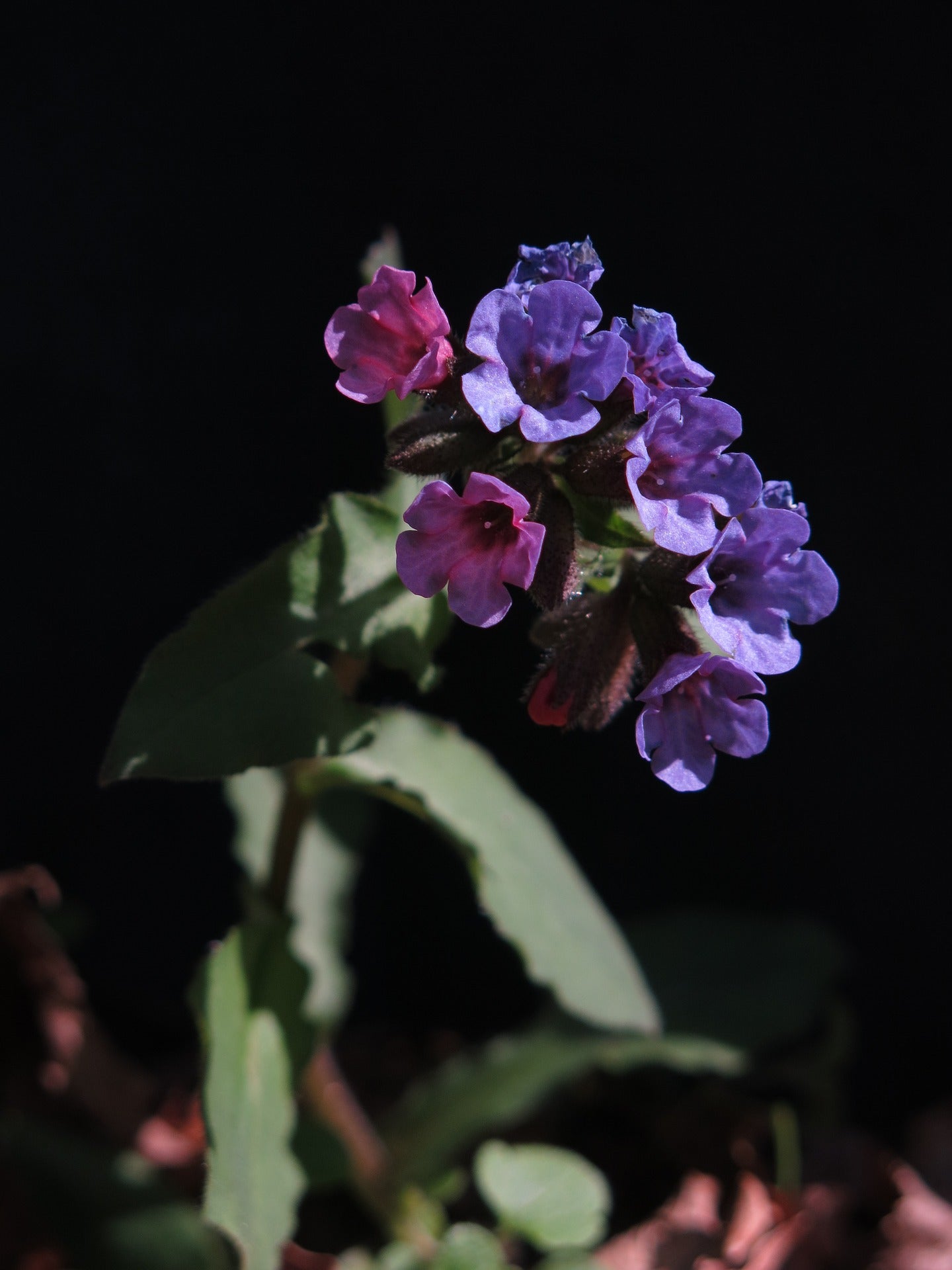 The Pulmonaria Guide – Plant Detectives