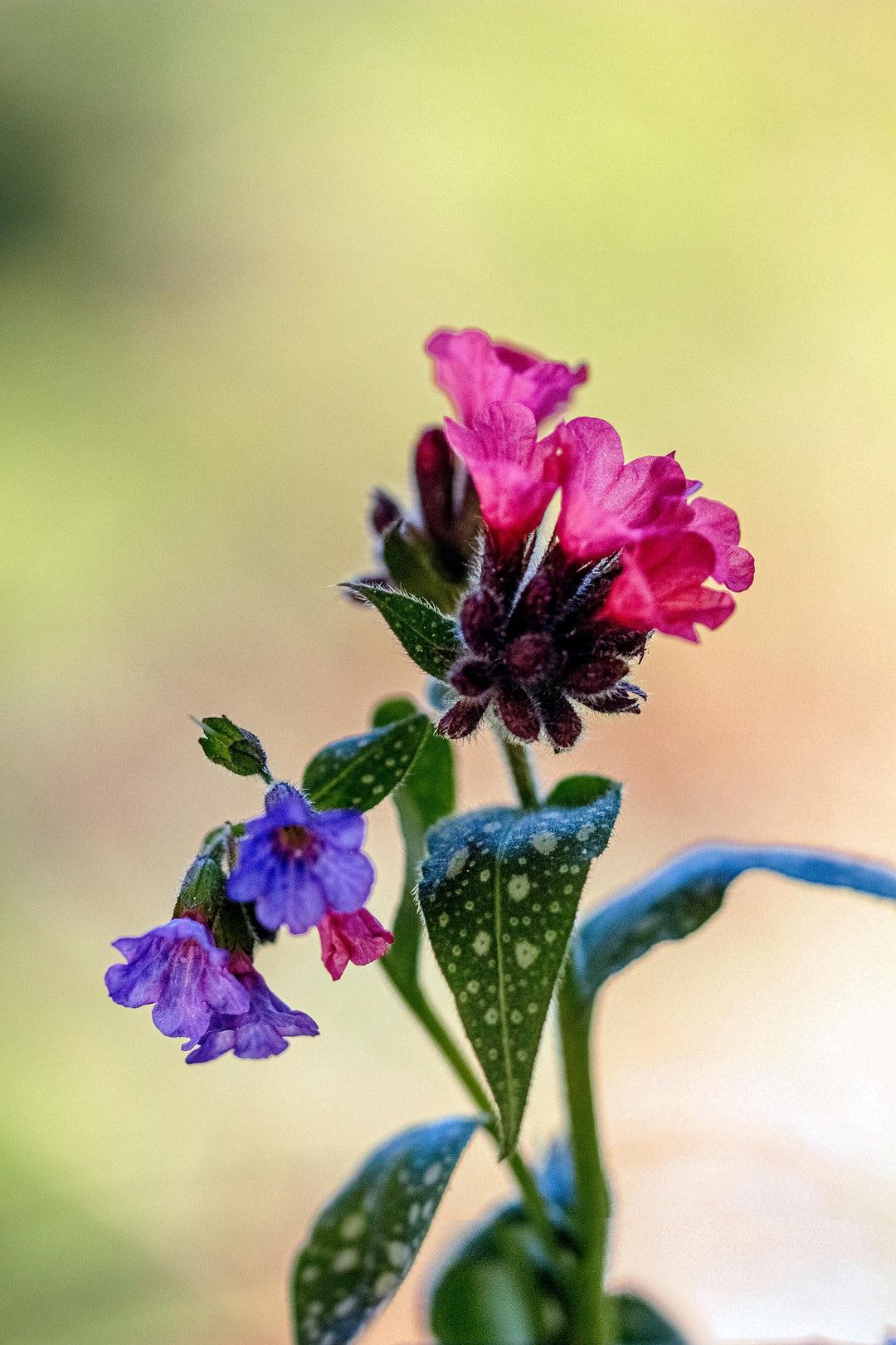 The Pulmonaria Guide – Plant Detectives