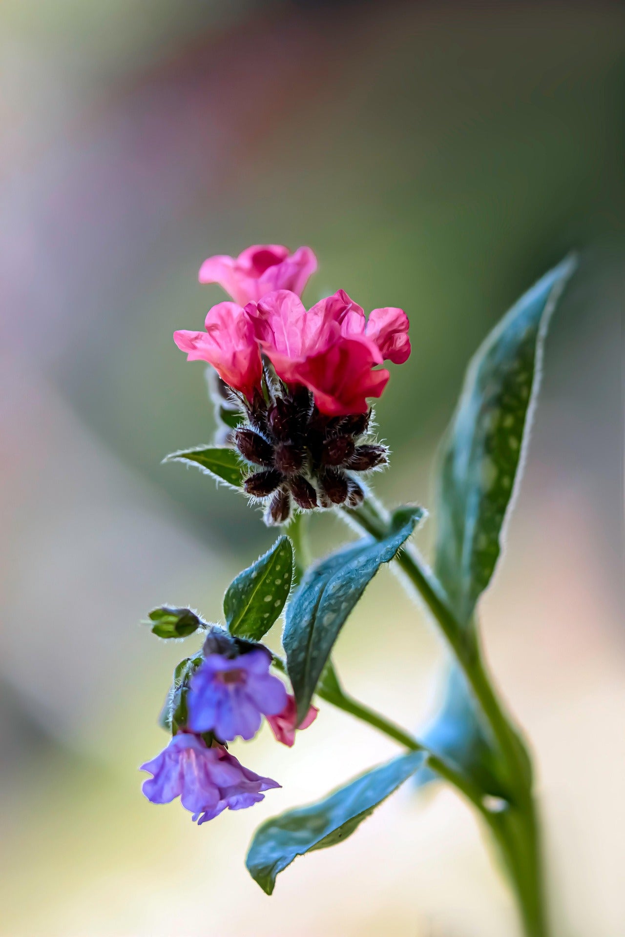 The Pulmonaria Guide – Plant Detectives