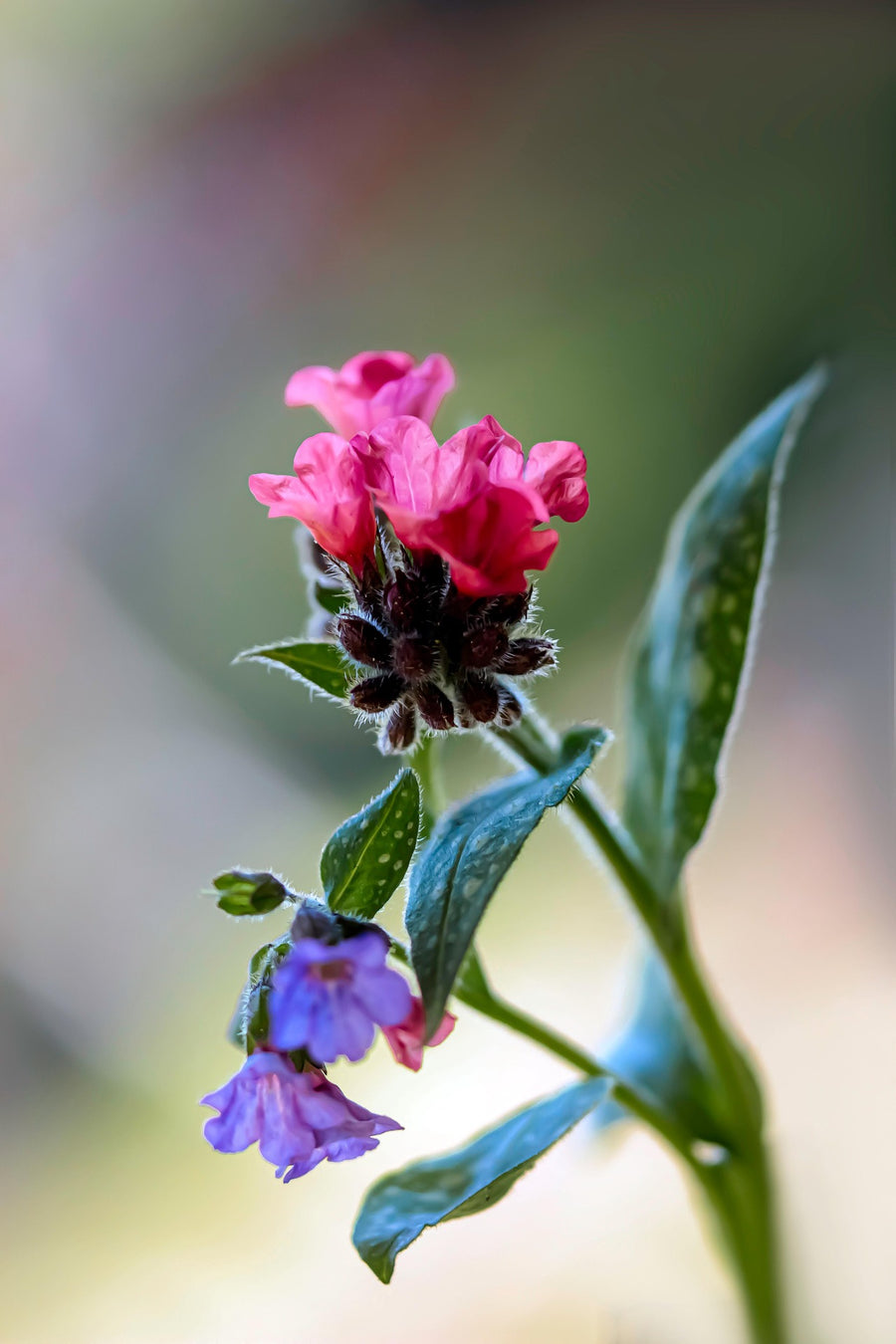 The Pulmonaria Guide – Plant Detectives