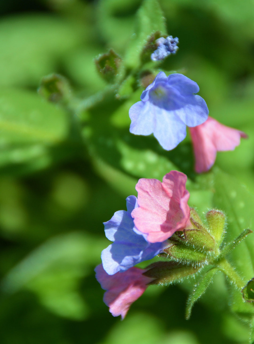 The Pulmonaria Guide – Plant Detectives
