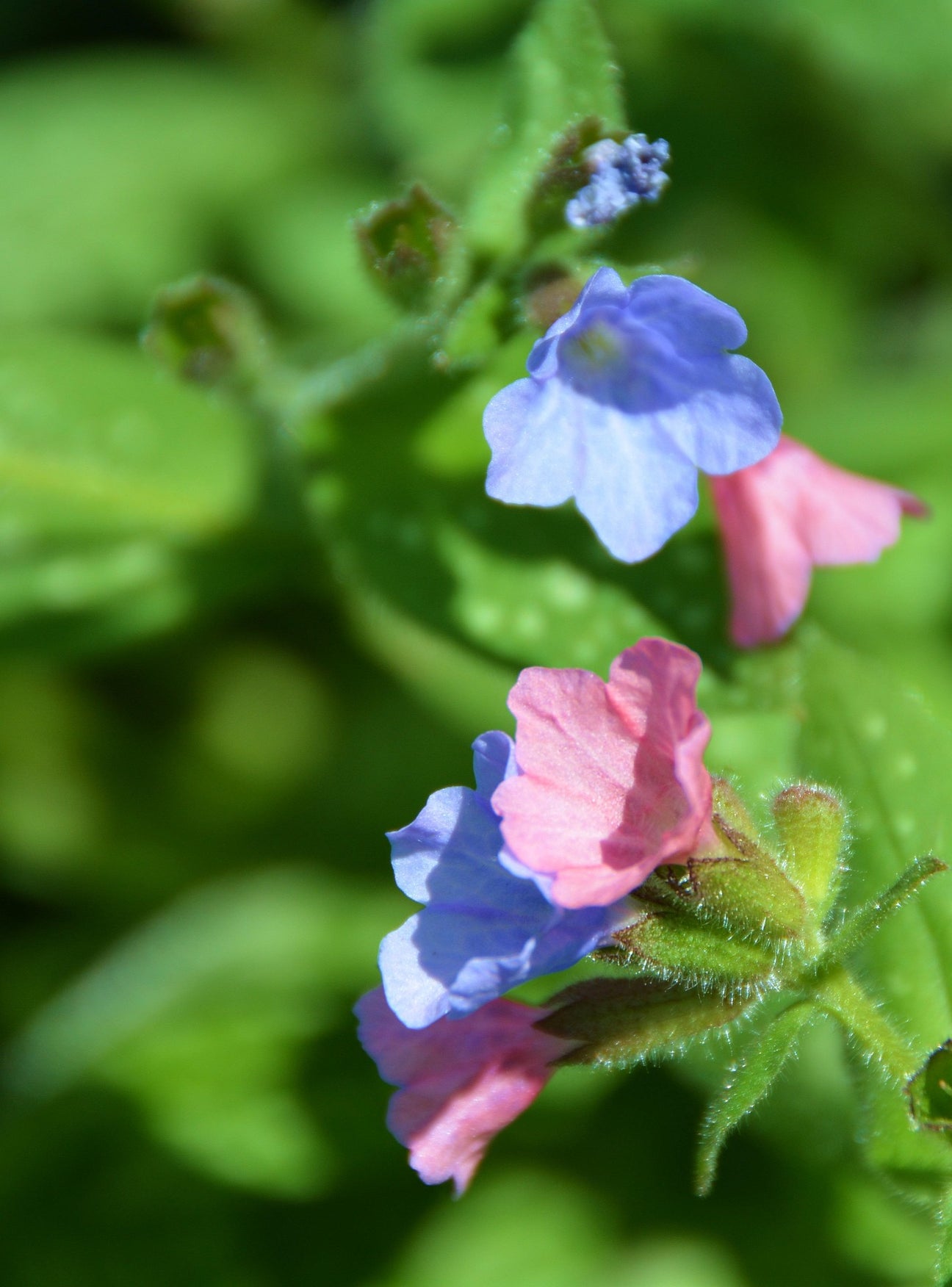The Pulmonaria Guide – Plant Detectives
