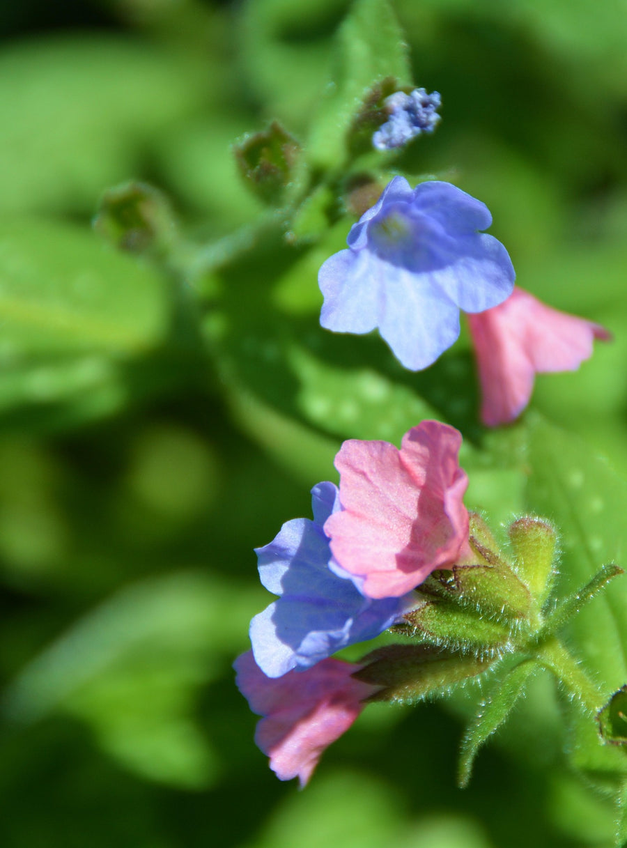 The Pulmonaria Guide – Plant Detectives