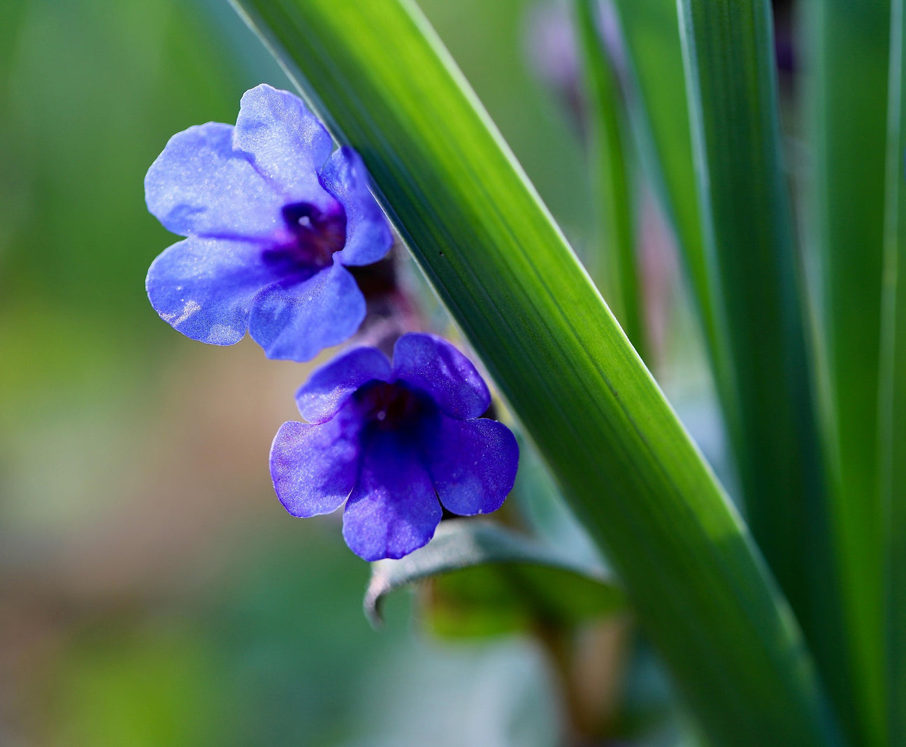 The Pulmonaria Guide – Plant Detectives
