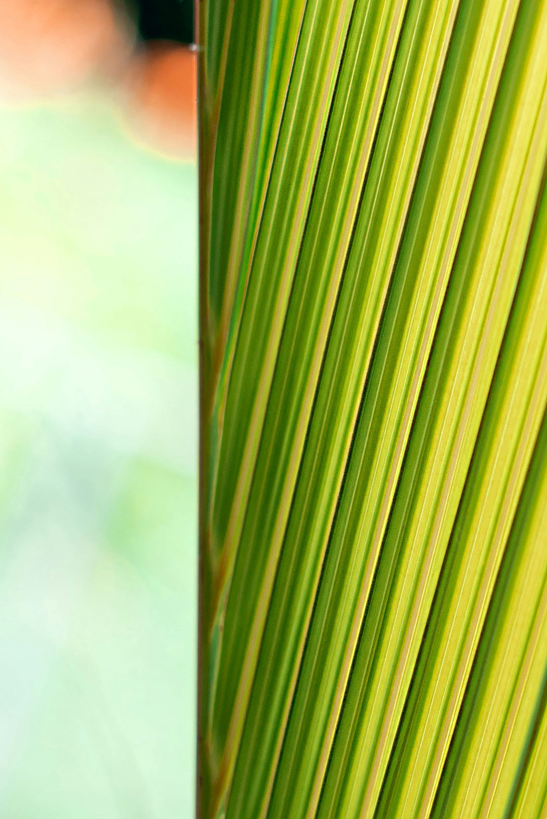 The Palm Guide – Plant Detectives