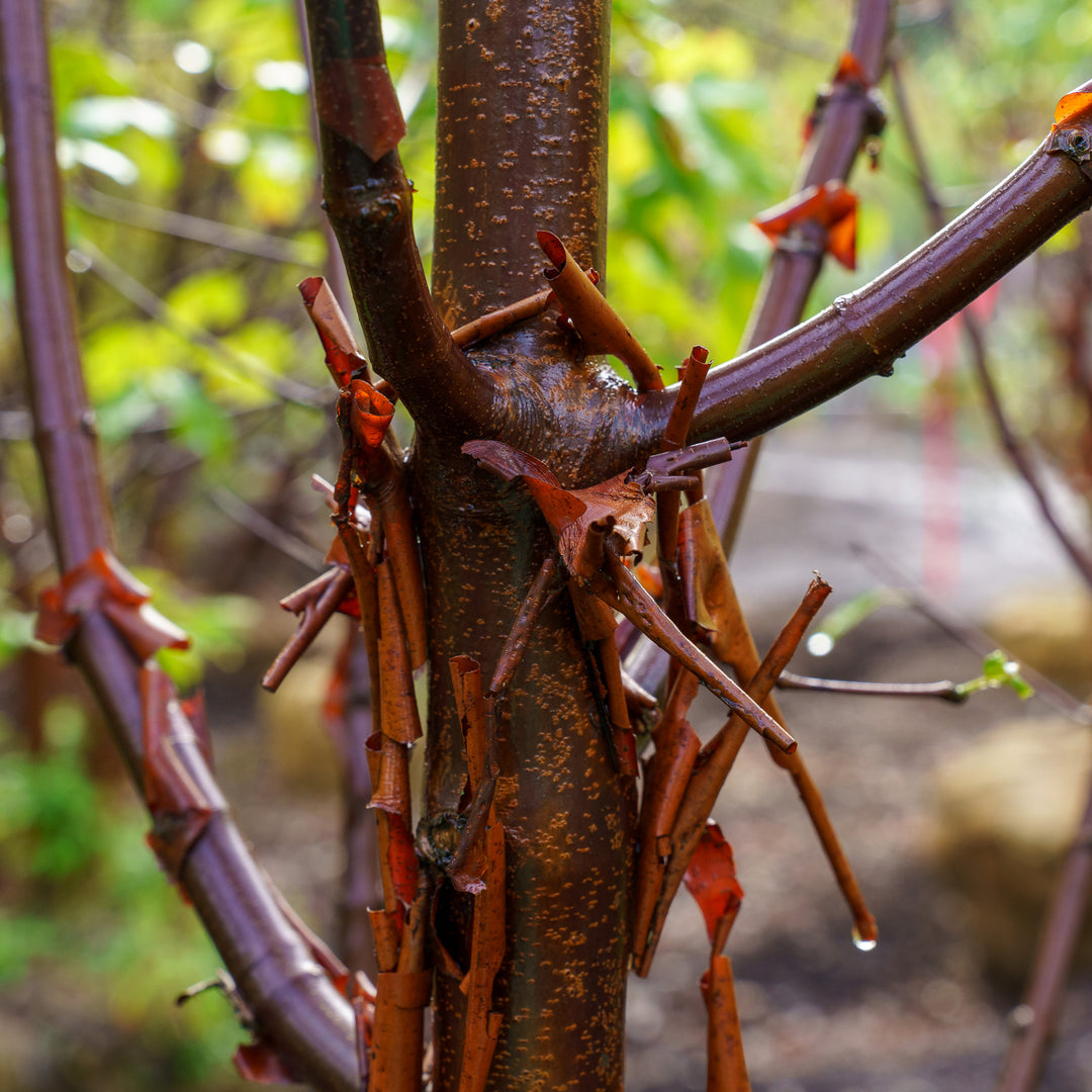 Plant of the Week - Paperbark Maple – Plant Detectives