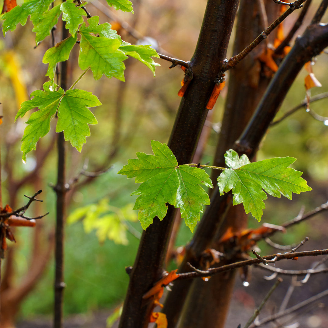 Plant of the Week - Paperbark Maple – Plant Detectives