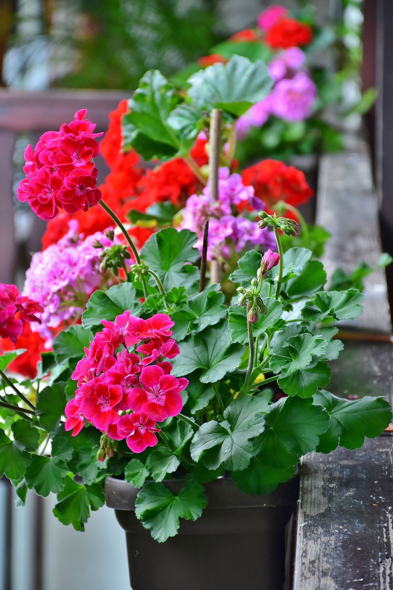 The Pelargonium Guide – Plant Detectives