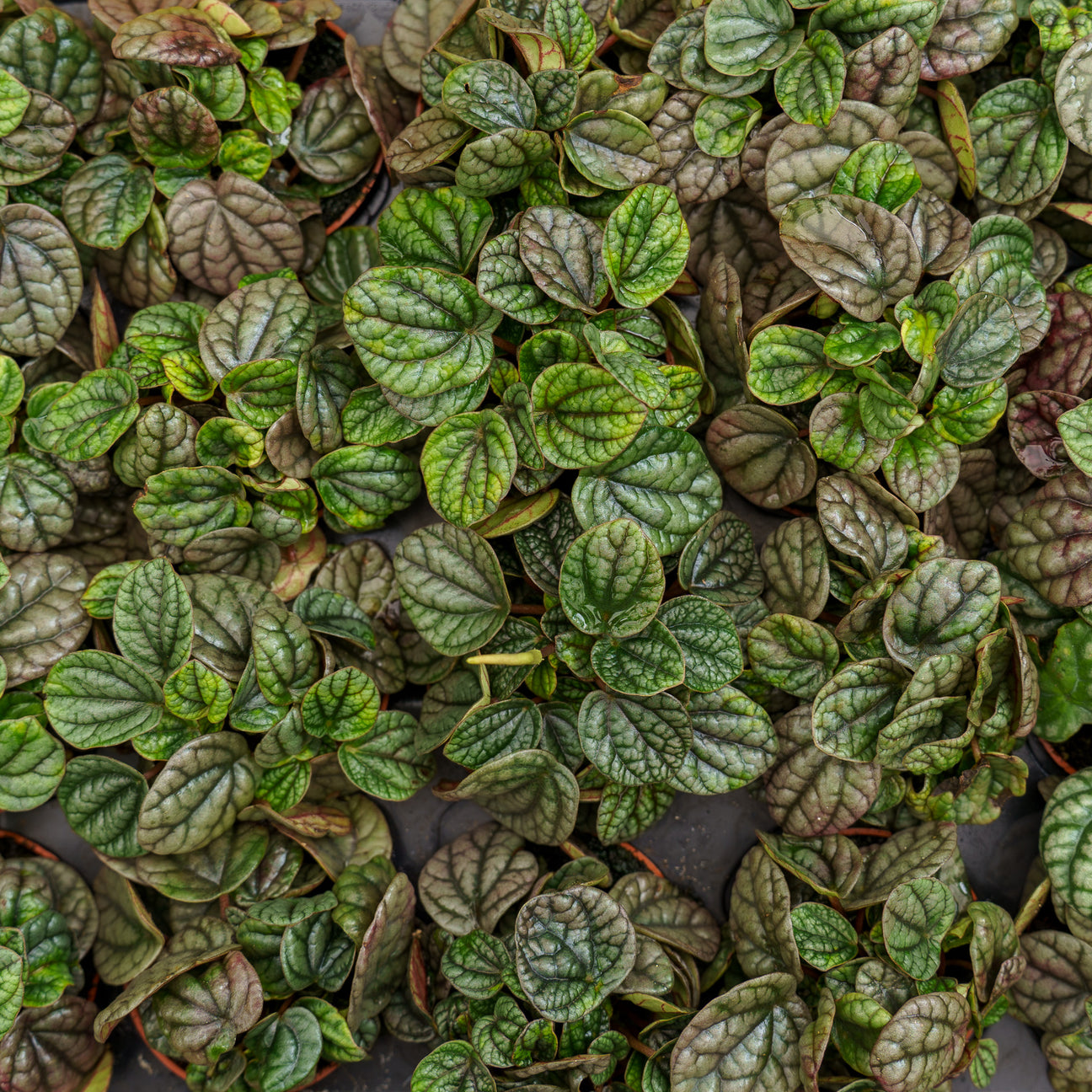 The Peperomia Guide – Plant Detectives