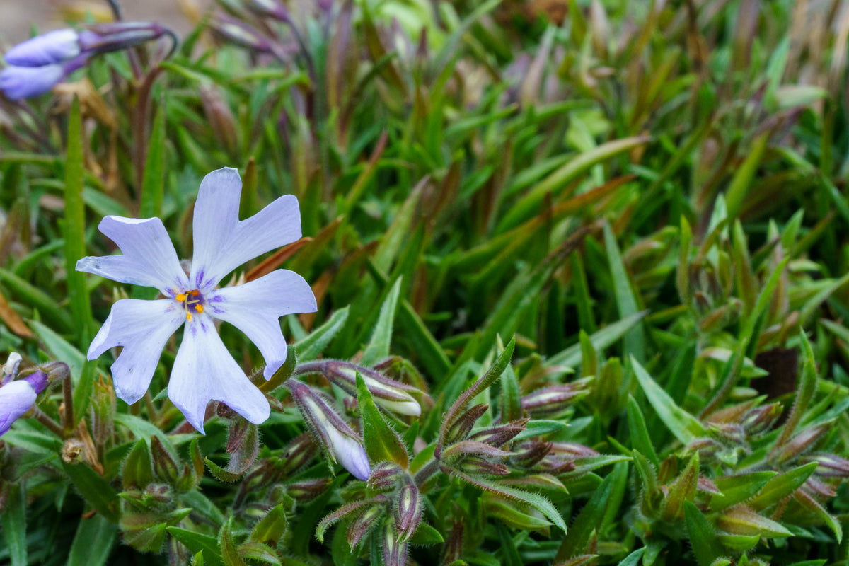 Bedazzled Lavender Creeping Phlox – Plant Detectives