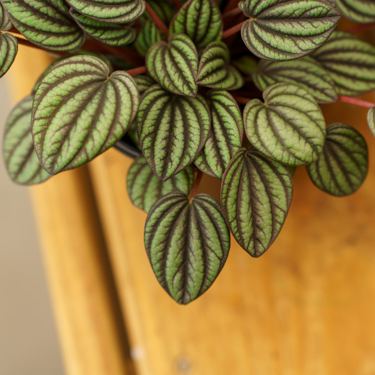 Piccolo Banda Peperomia – Plant Detectives