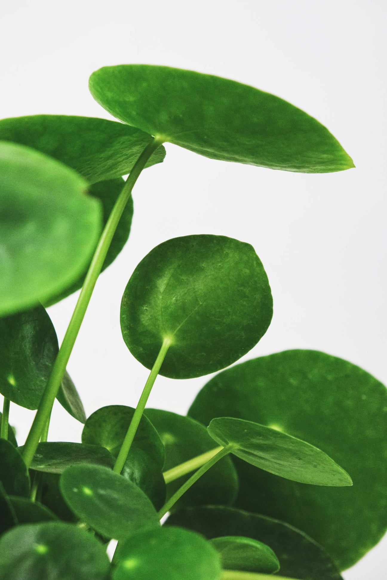 The Pilea Guide – Plant Detectives