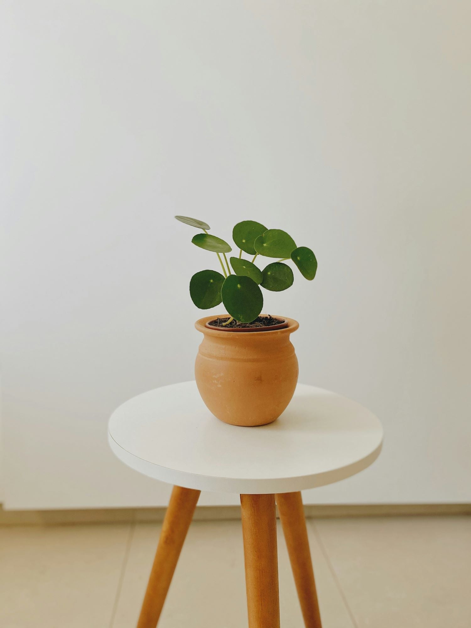 The Pilea Guide – Plant Detectives