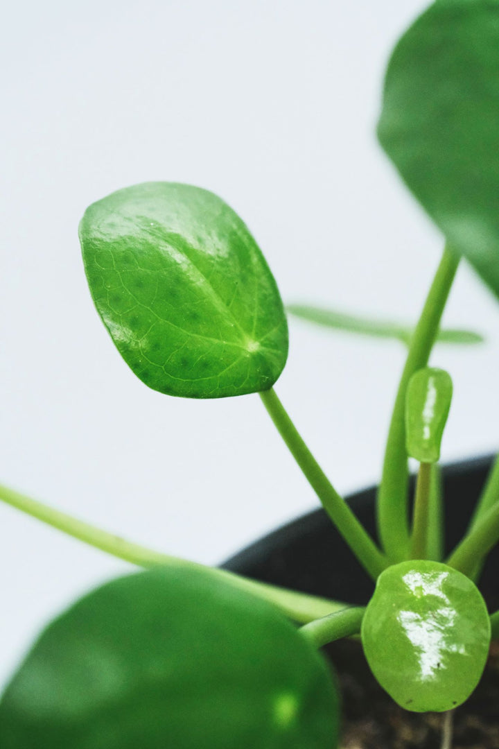 The Pilea Guide – Plant Detectives