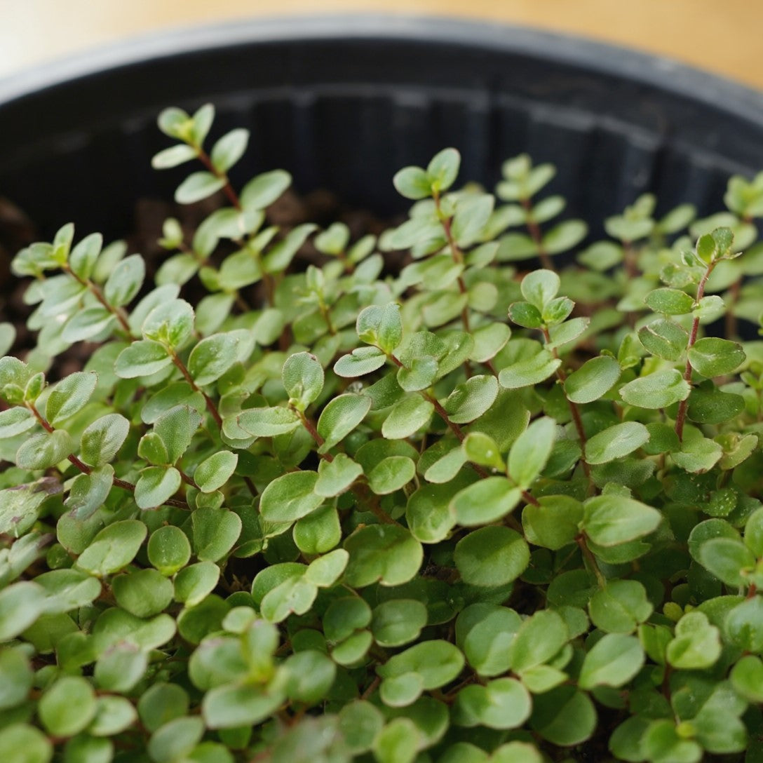 The Pilea Guide – Plant Detectives