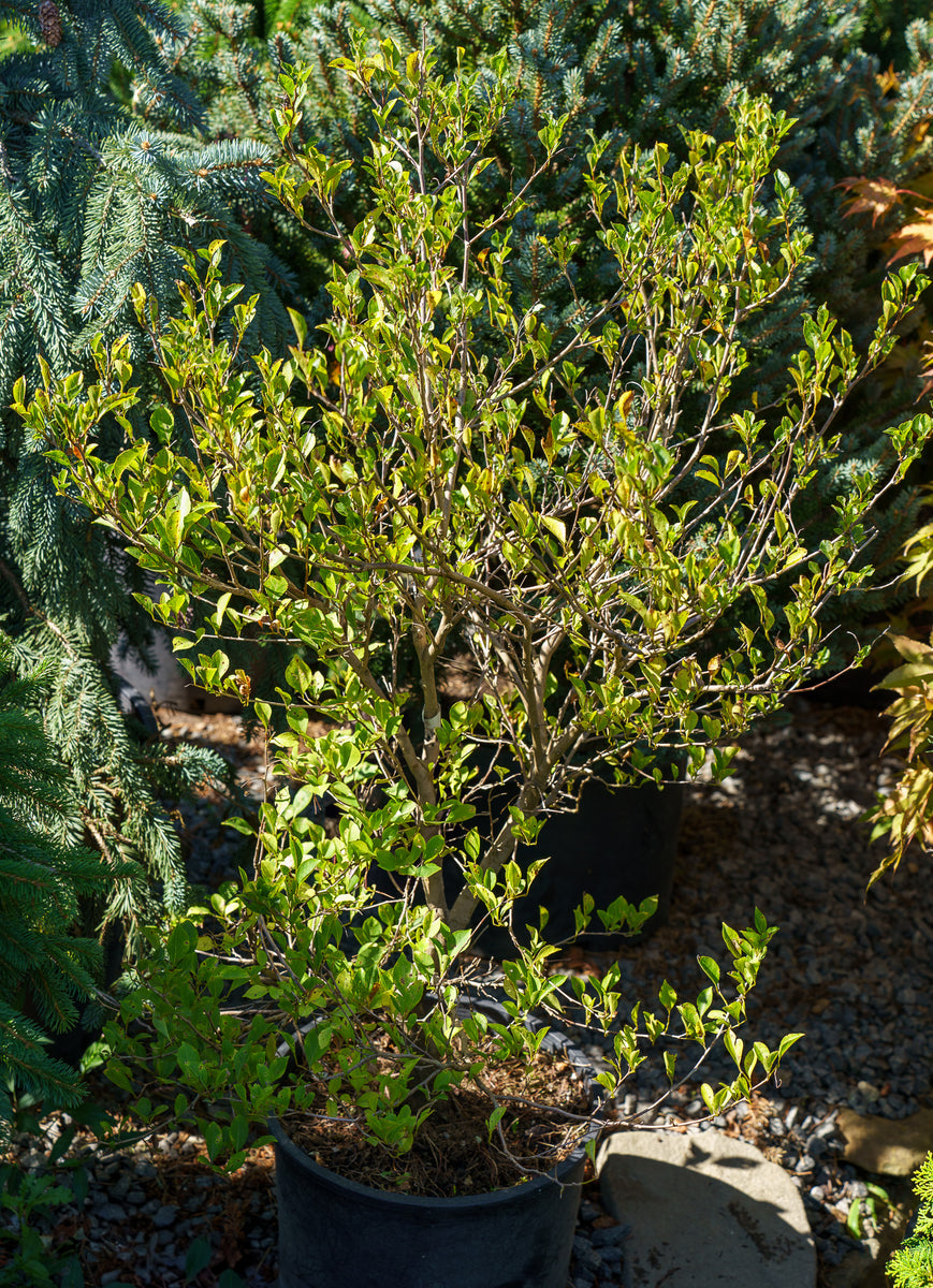 Pink Trinket Japanese Snowbell – Plant Detectives