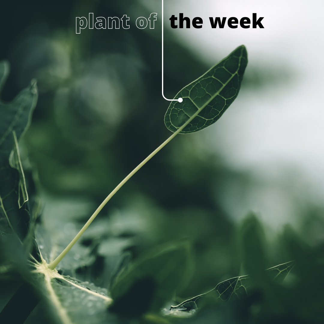 Plant Detectives - Purveyors of Fine Nursery Stock