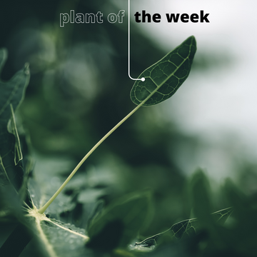 Plant Detectives - Purveyors of Fine Nursery Stock