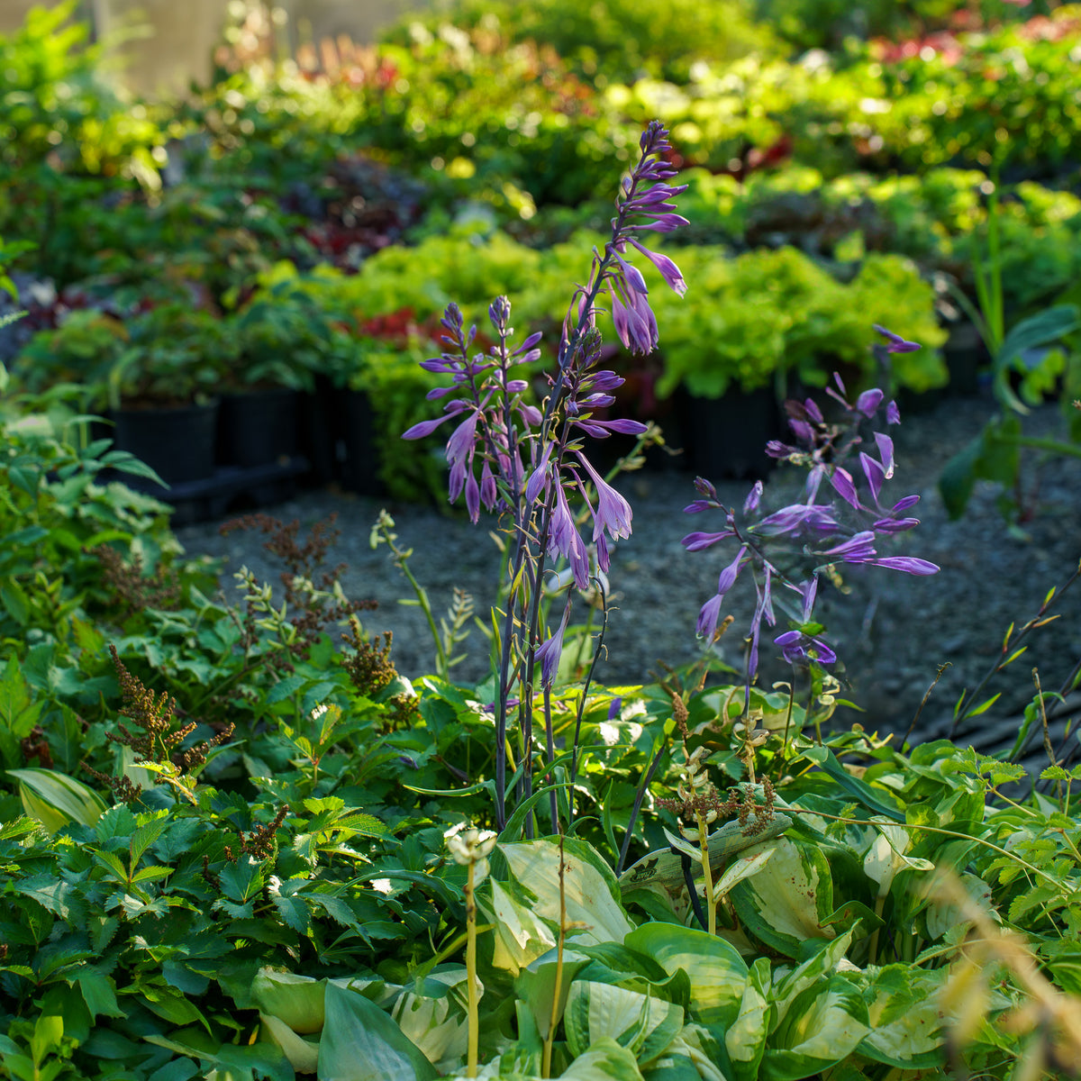 Popcorn Hosta – Plant Detectives