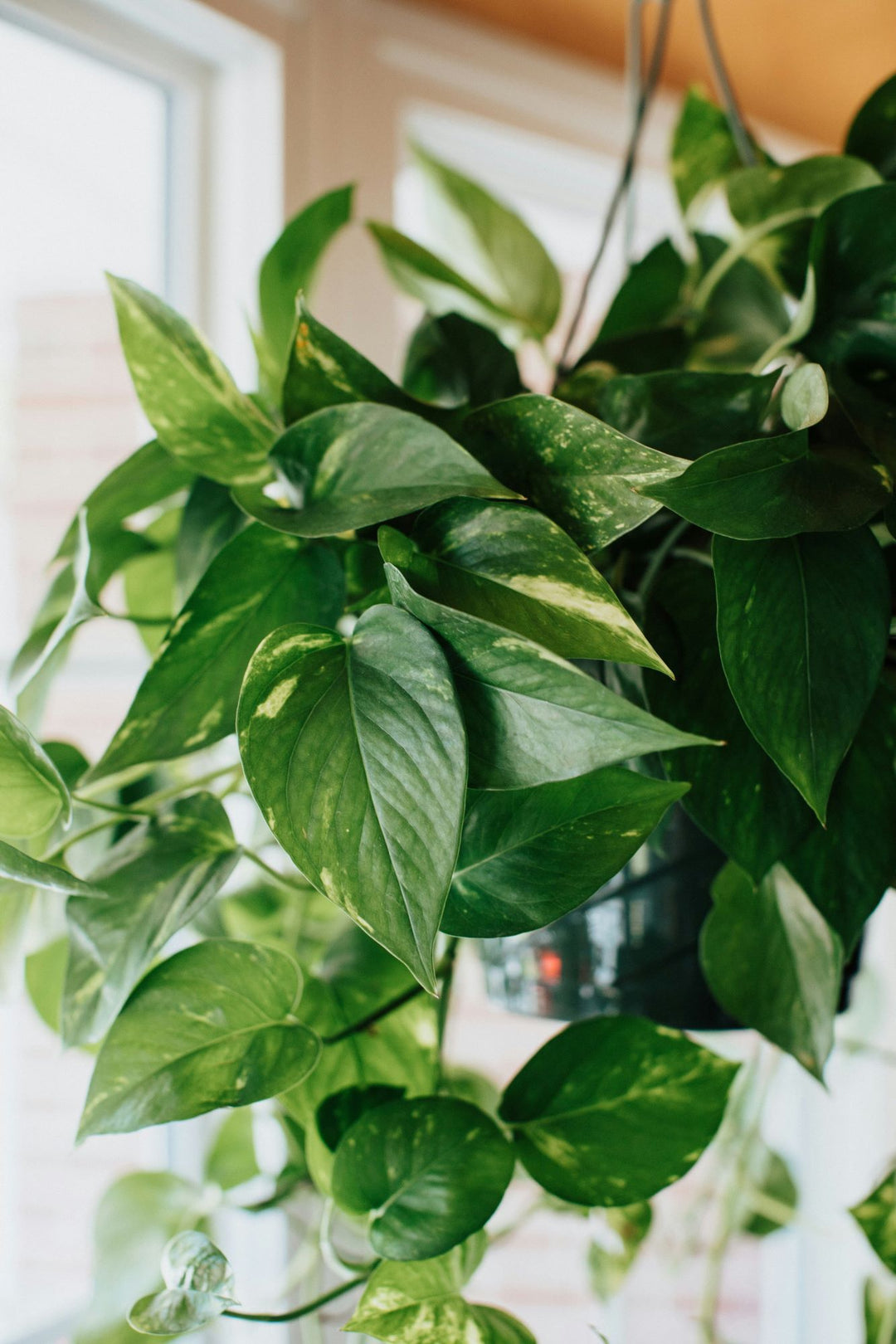 The Pothos Guide – Plant Detectives