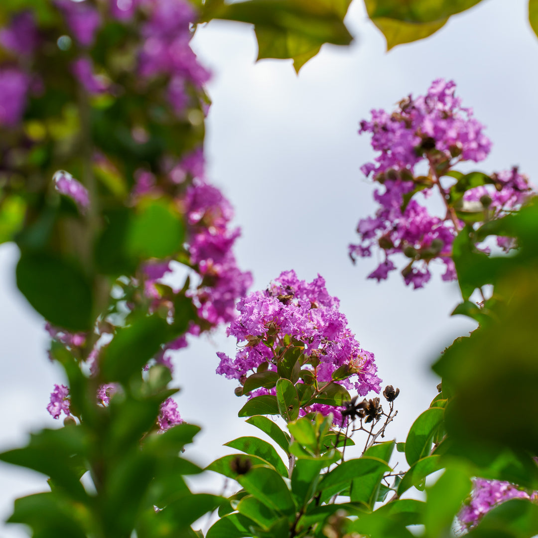 Crape Myrtle – Plant Detectives