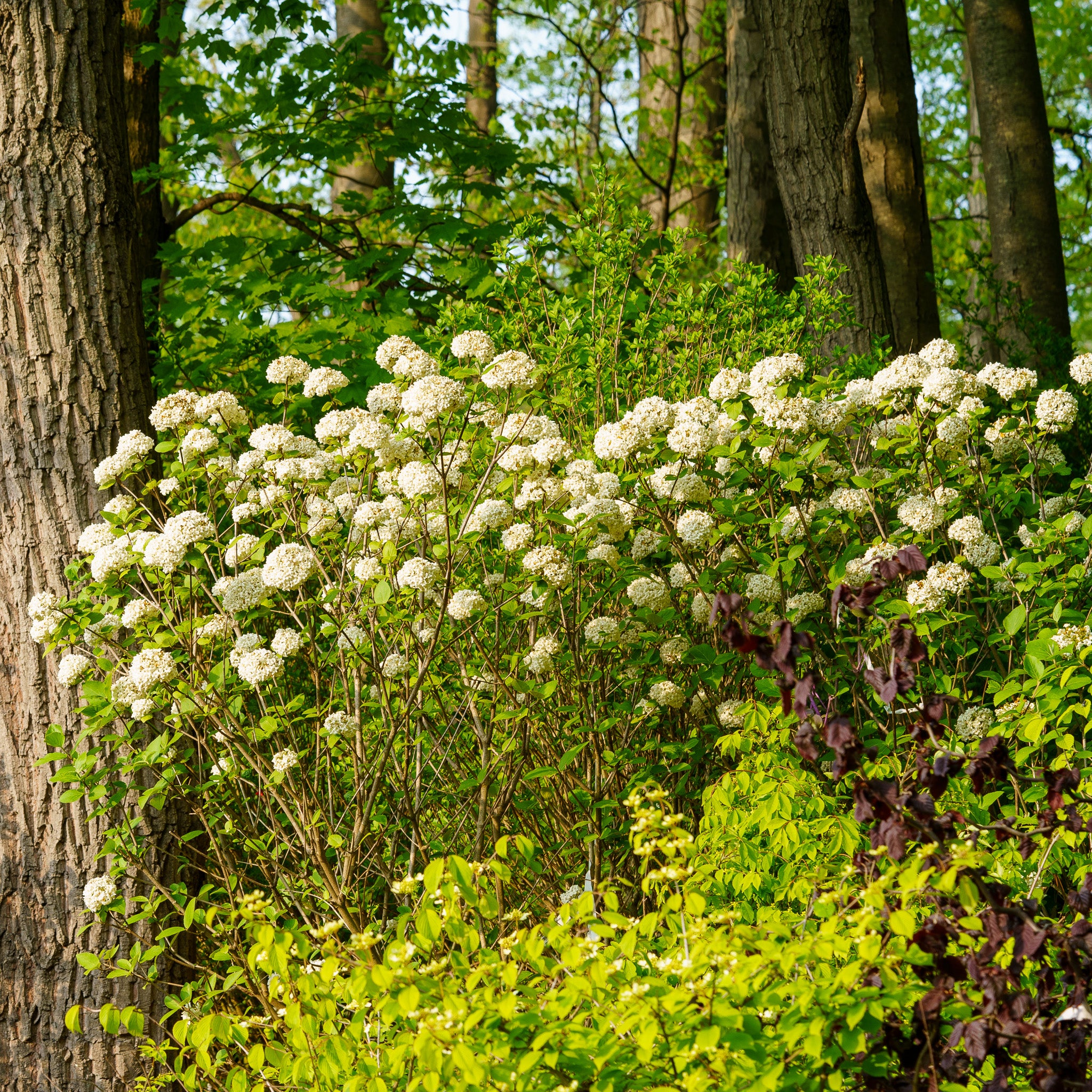 Viburnum – Plant Detectives