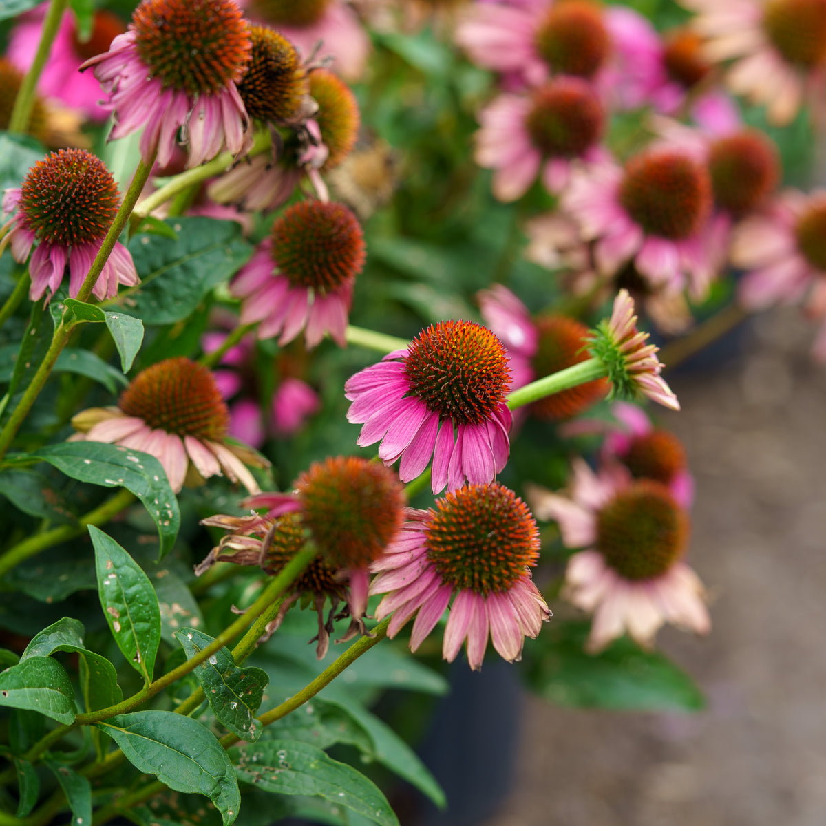 Prairie Splendor Coneflower – Plant Detectives