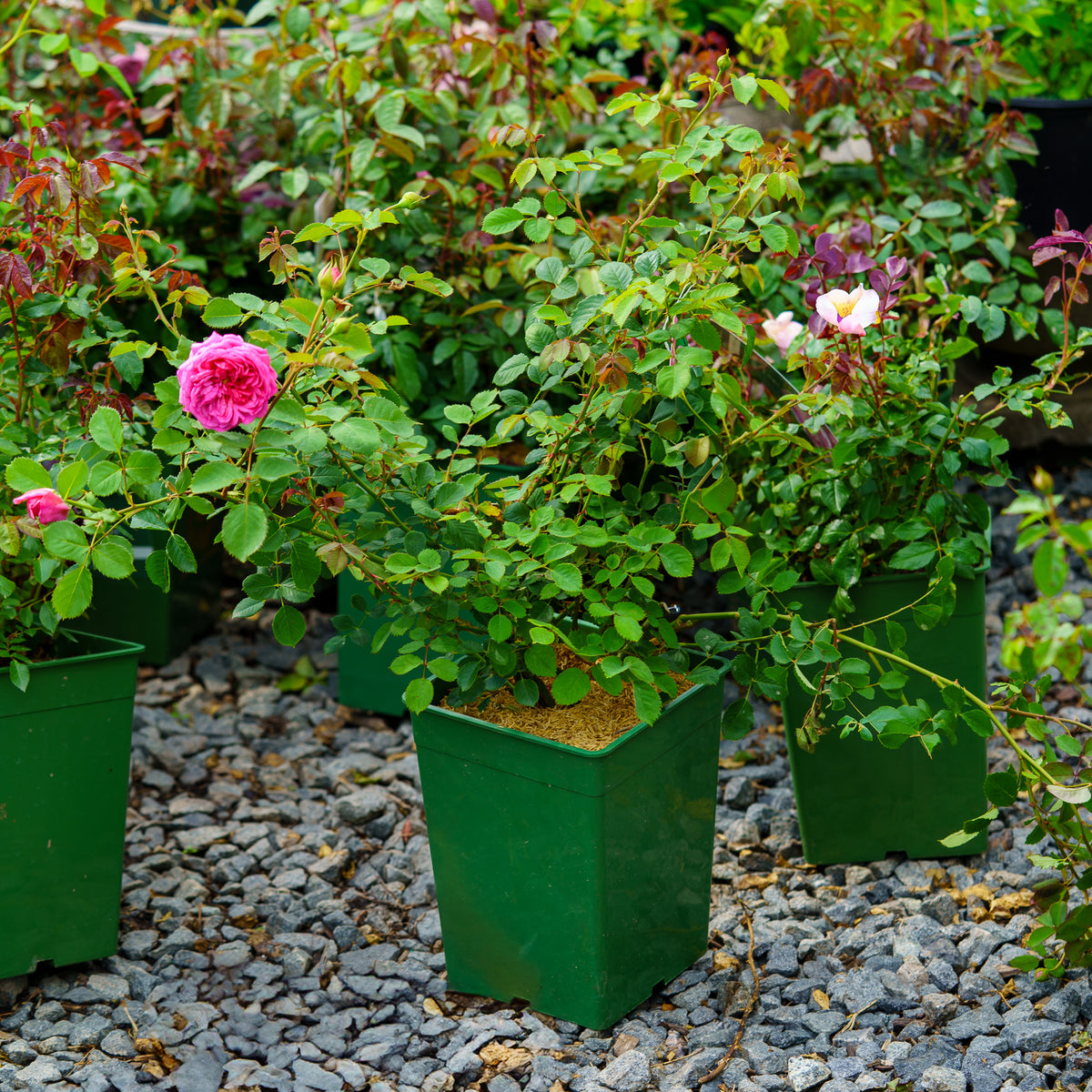 Princess Alexandra of Kent Shrub Rose – Plant Detectives