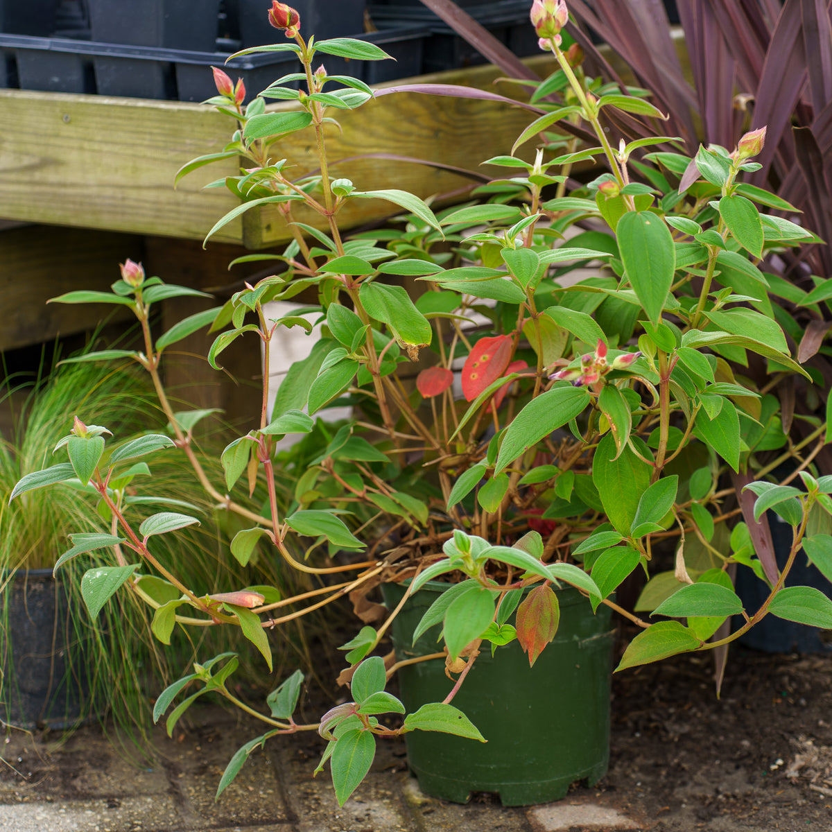 Princess Flower – Plant Detectives