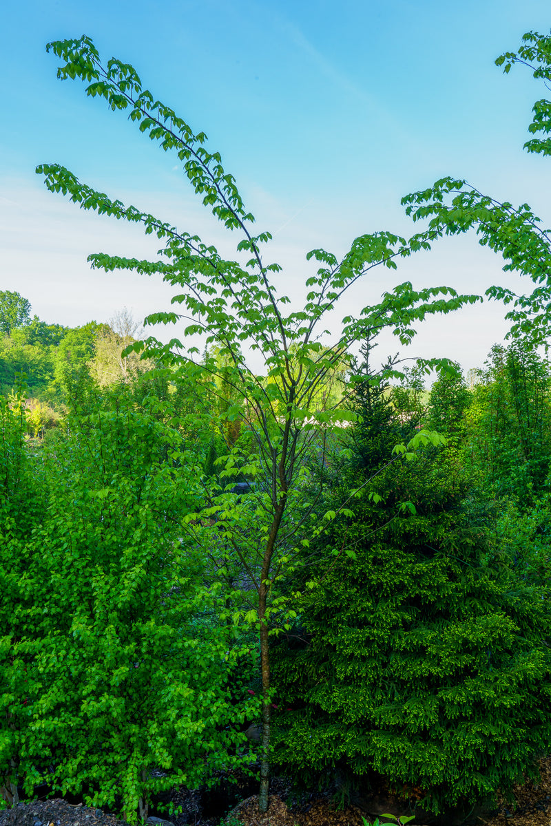 Princeton American Elm – Plant Detectives