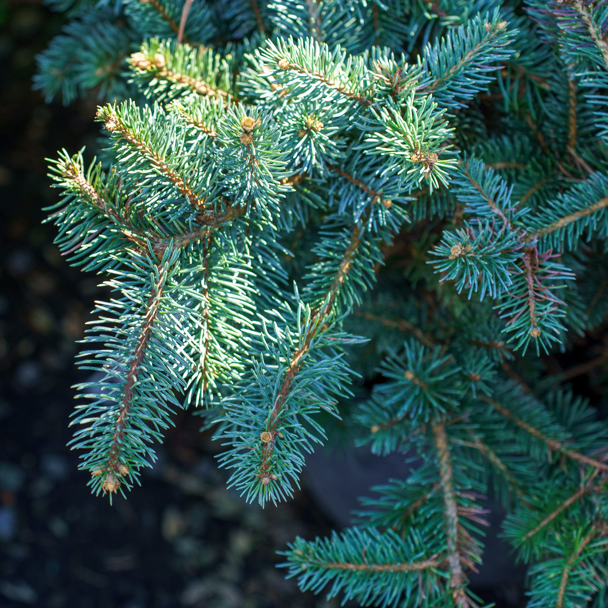 Prostrate Colorado Blue Spruce – Plant Detectives