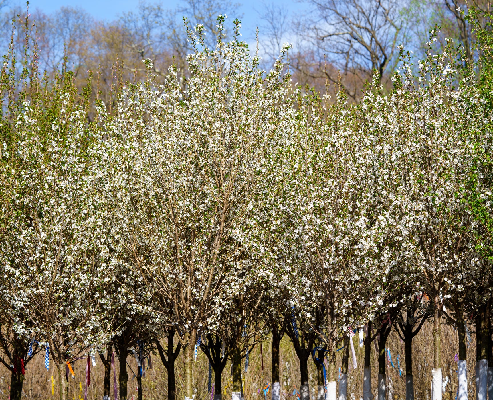 Plant of the Week: Snow Goose Cherry Tree – Plant Detectives
