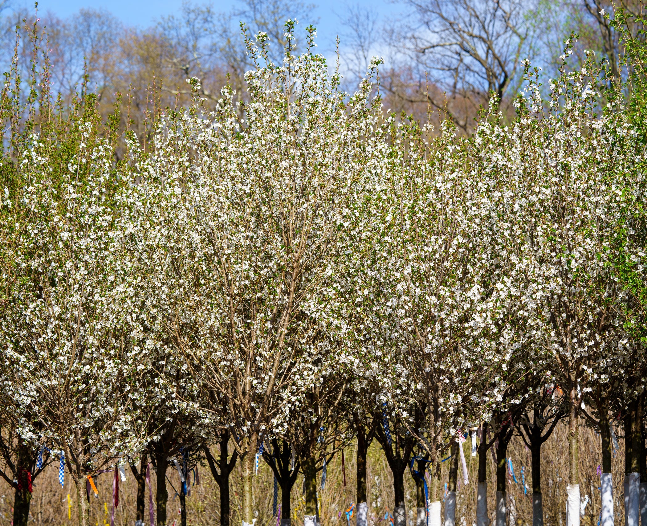 Plant of the Week: Snow Goose Cherry Tree – Plant Detectives