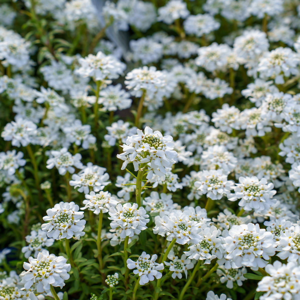 Purity Candytuft – Plant Detectives