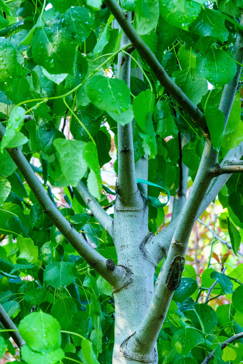Quaking Aspen – Plant Detectives