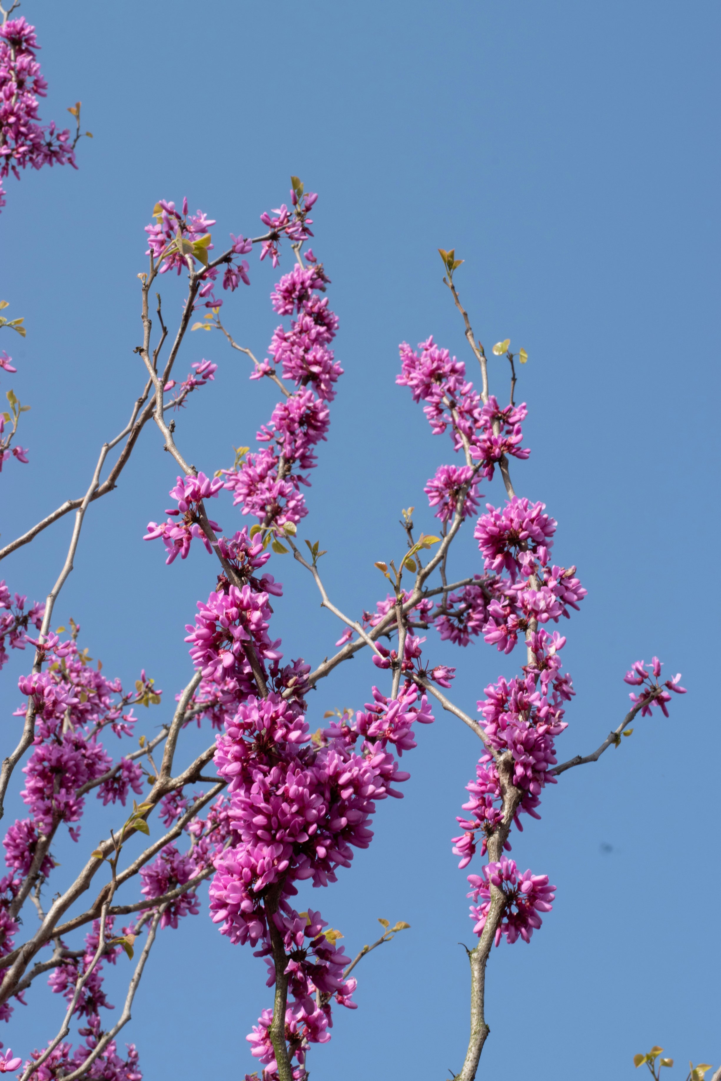 The Redbud Guide – Plant Detectives