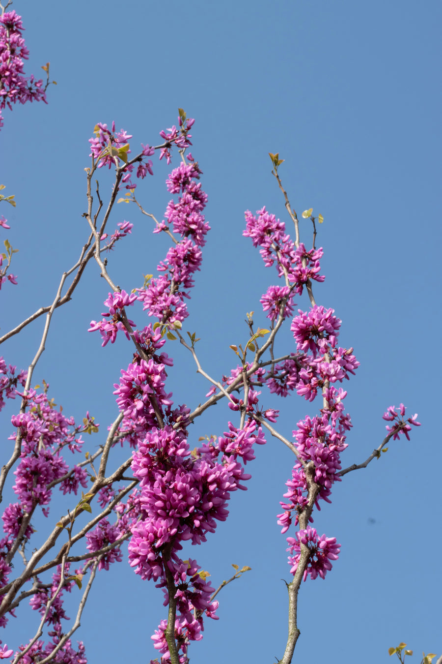 The Redbud Guide – Plant Detectives
