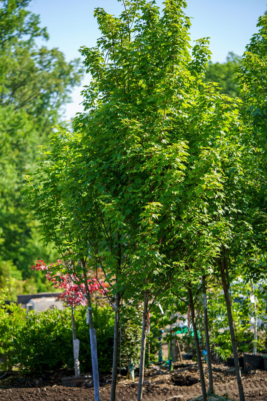 Plant of the Week - Red Maple – Plant Detectives
