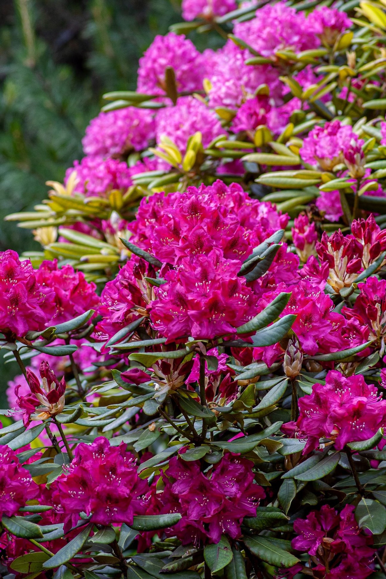 The Rhododendron Guide – Plant Detectives
