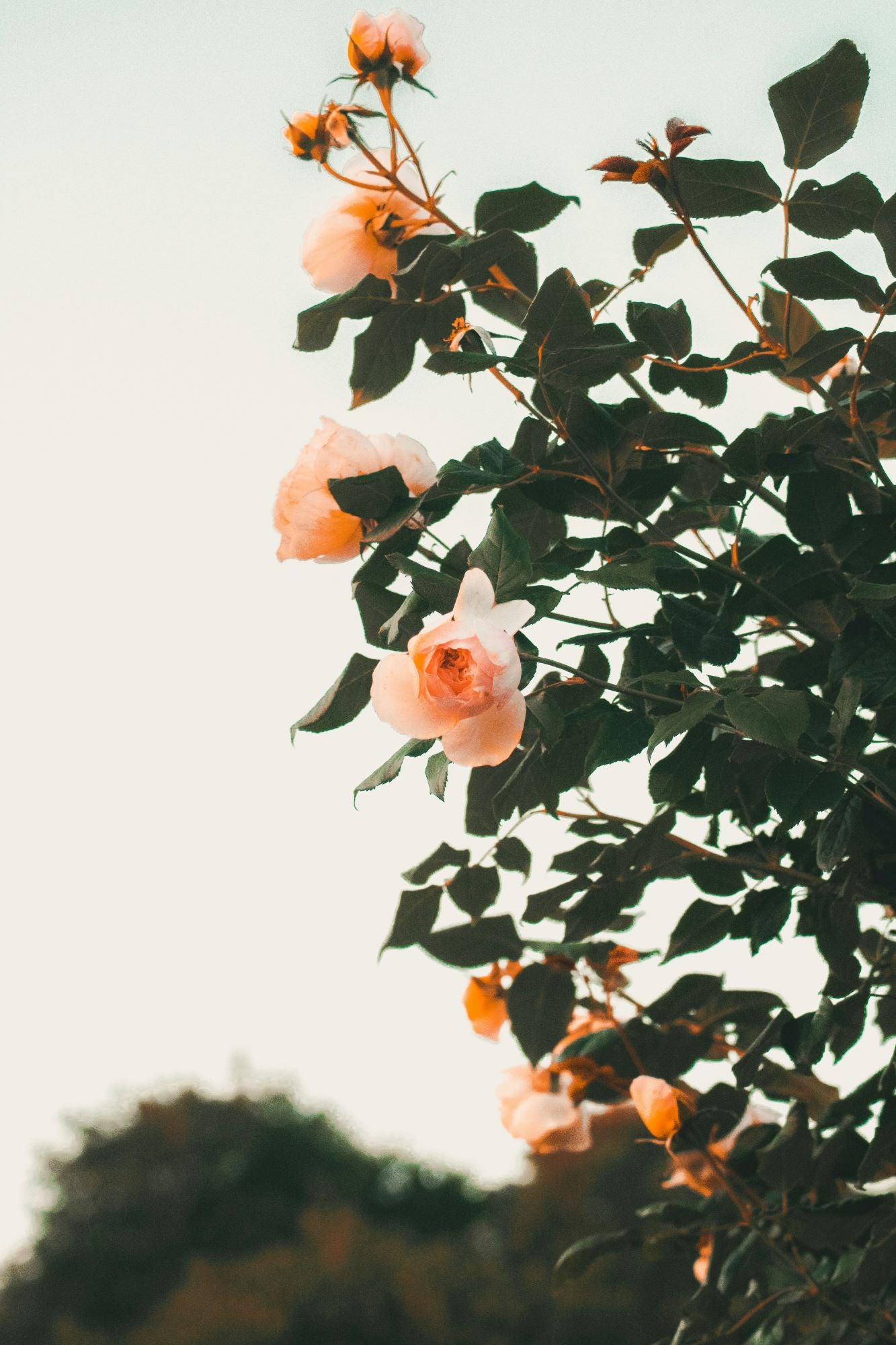 Rose (Rosa) – Plant Detectives