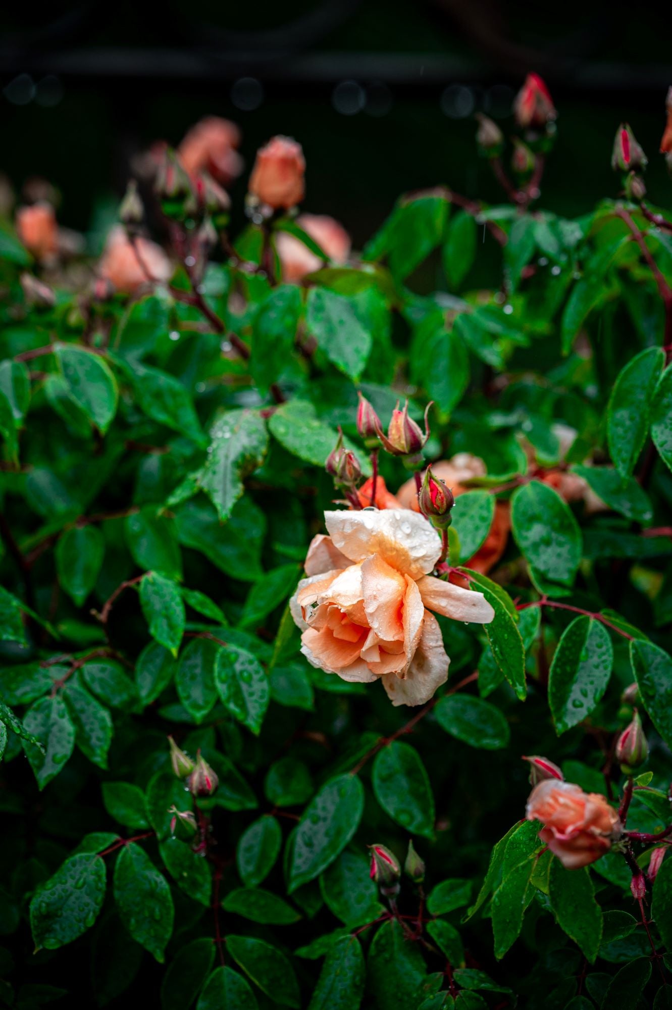 Rose (Rosa) – Plant Detectives