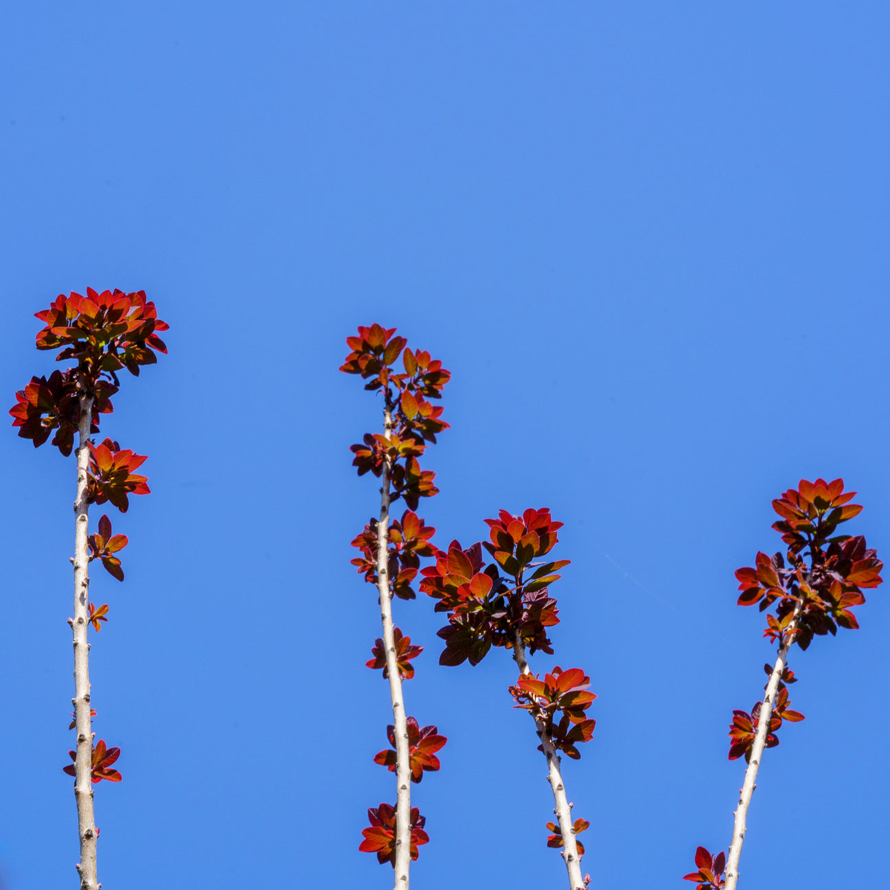 The Smokebush Guide – Plant Detectives