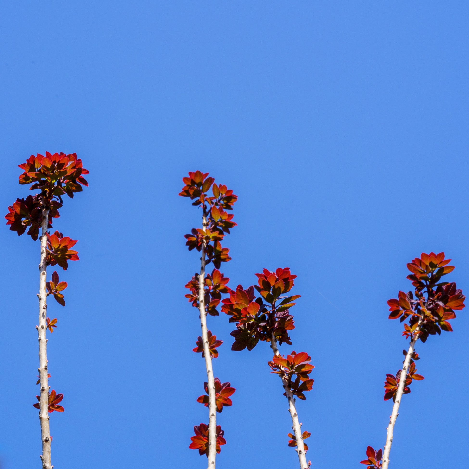 The Smokebush Guide – Plant Detectives