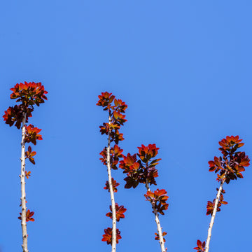 The Smokebush Guide – Plant Detectives