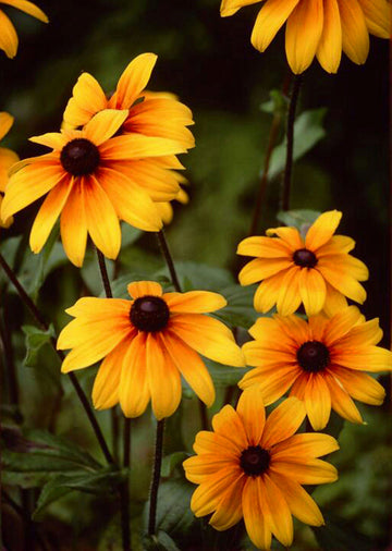 The Rudbeckia Guide – Plant Detectives