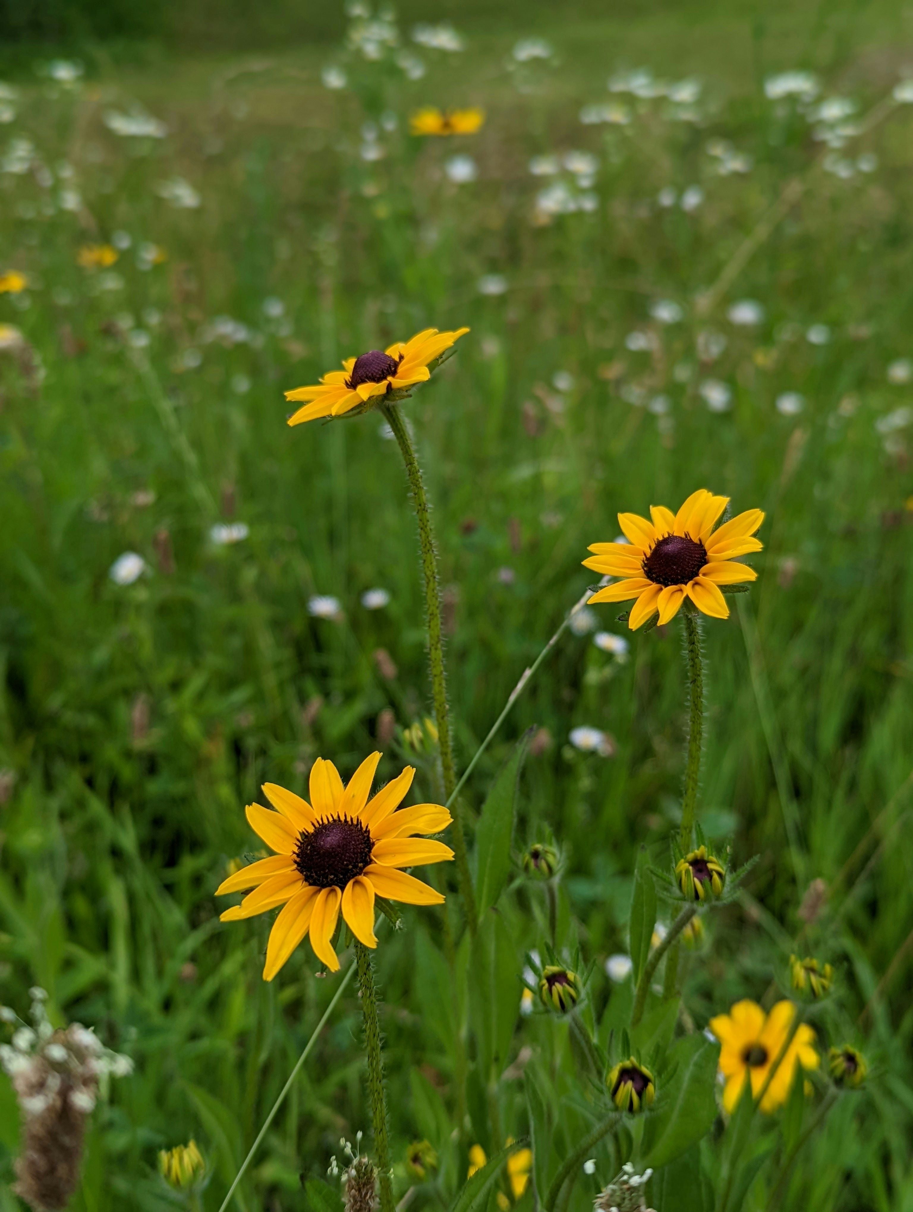 The Rudbeckia Guide – Plant Detectives