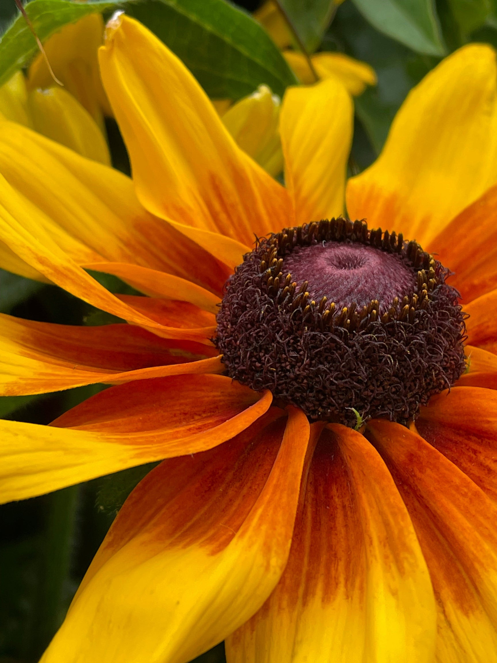 The Rudbeckia Guide – Plant Detectives