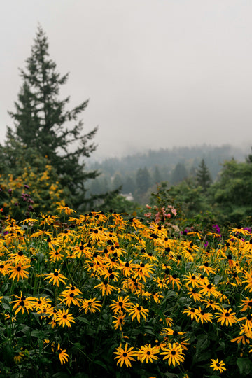 The Rudbeckia Guide – Plant Detectives
