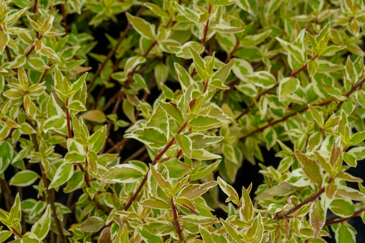 Radiance Abelia (Abelia grandiflora 'Radiance') – Plant Detectives